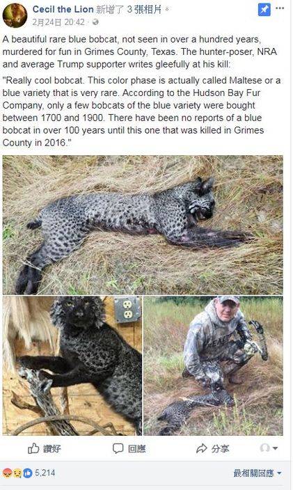 百年一見藍截尾貓 再現身竟成獵人「戰利品」 | 動物